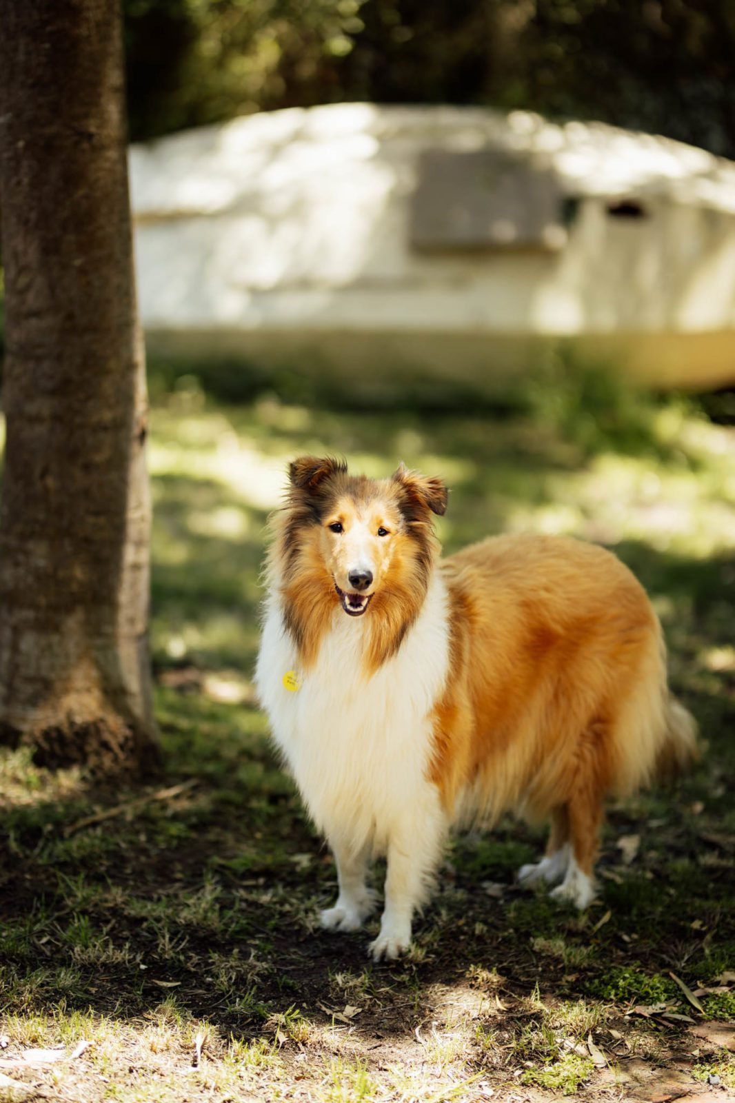 Em & Lawrence Sneak Previews, Merne at Lighthouse - www.wildheartphoto ...
